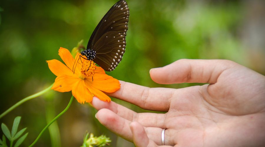 Seeing Goodness—everywhere